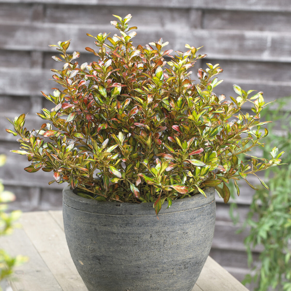 Coprosma Evening Glow