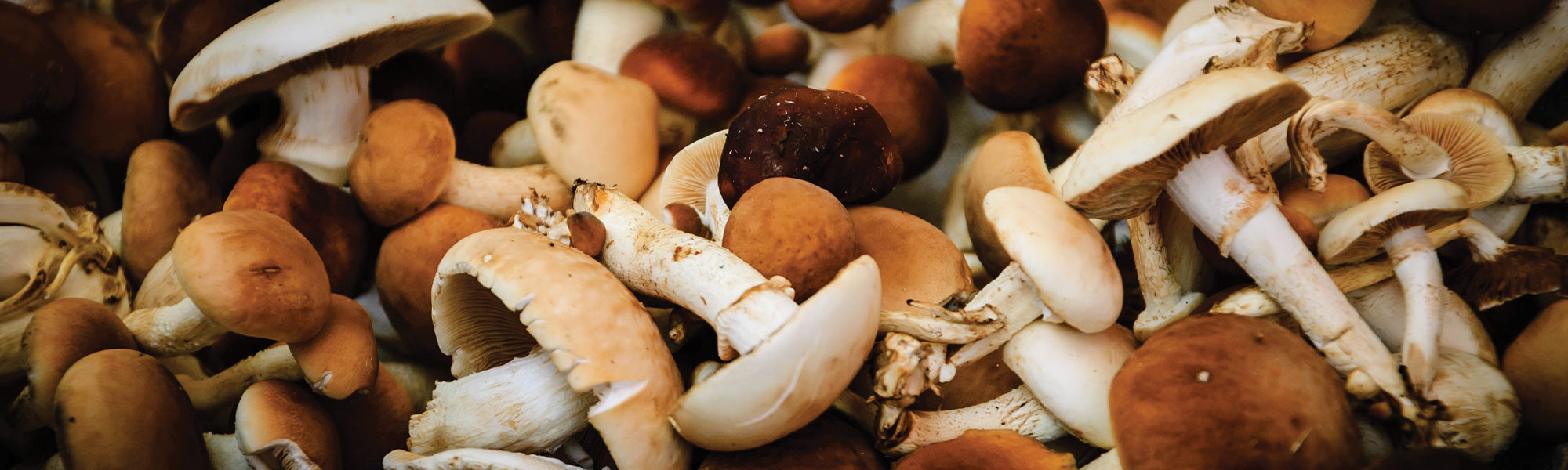 Kits champignons - Florimon