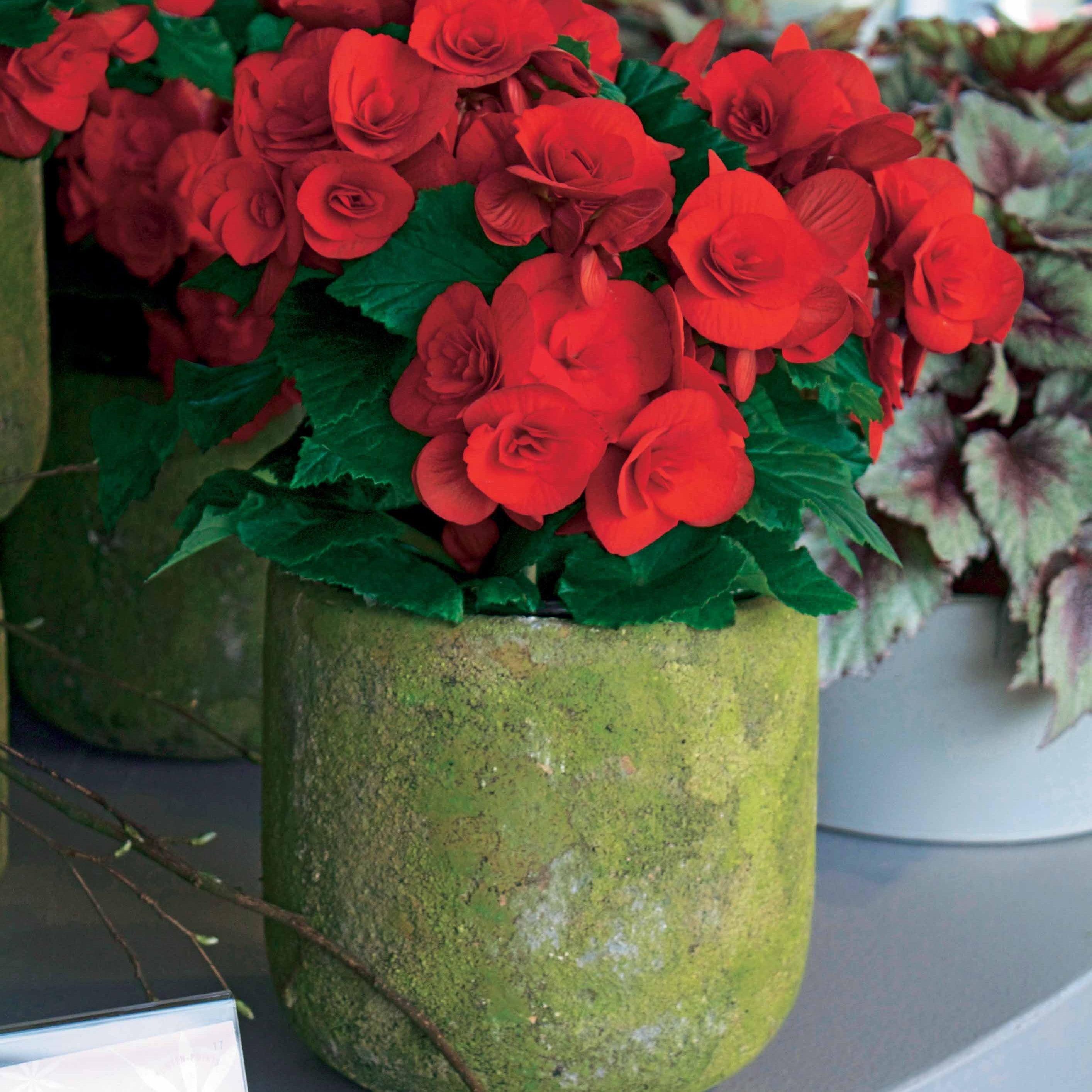 Bégonia d'intérieur rouge