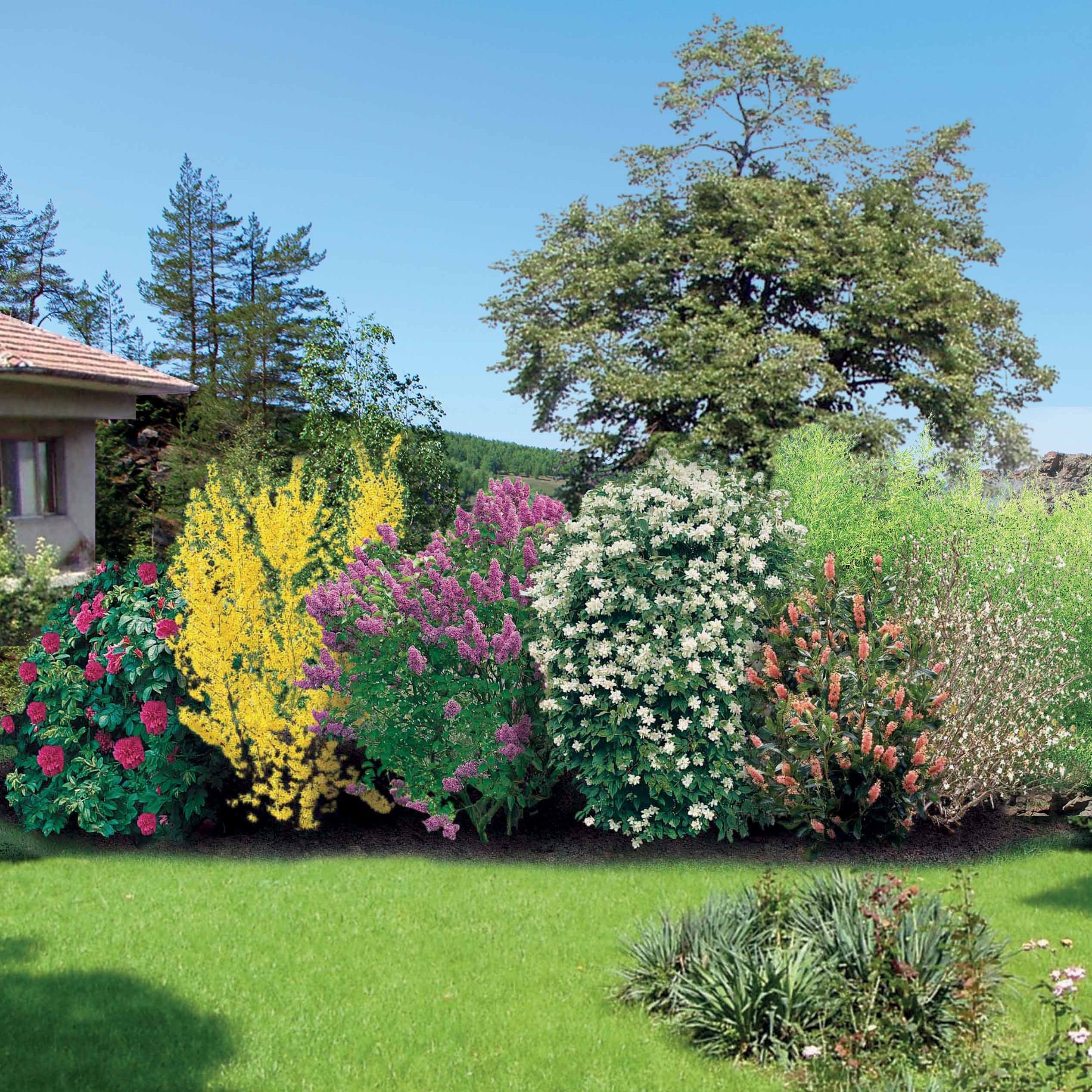 Collection Haie fleurie et parfumée 12 arbustes - Haie de 10 m long