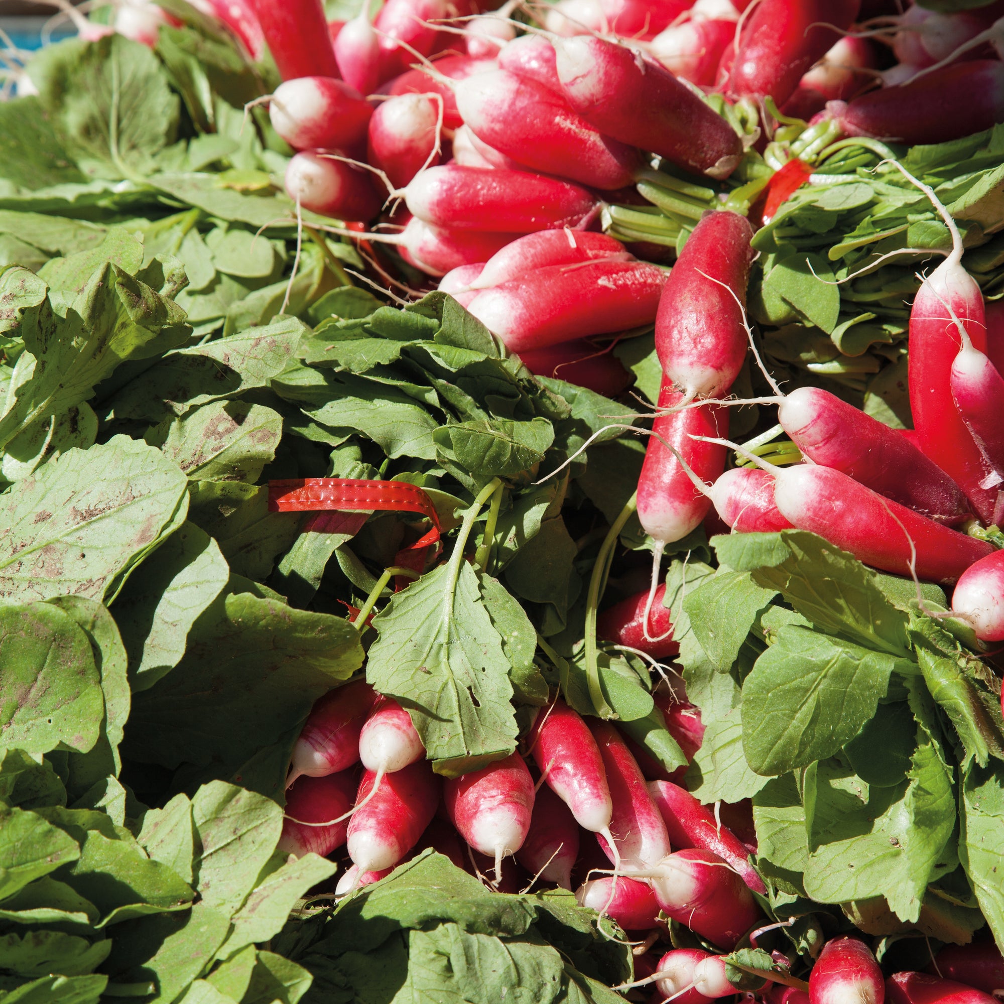 Radis De 18 jours 1/2 long (60 g)