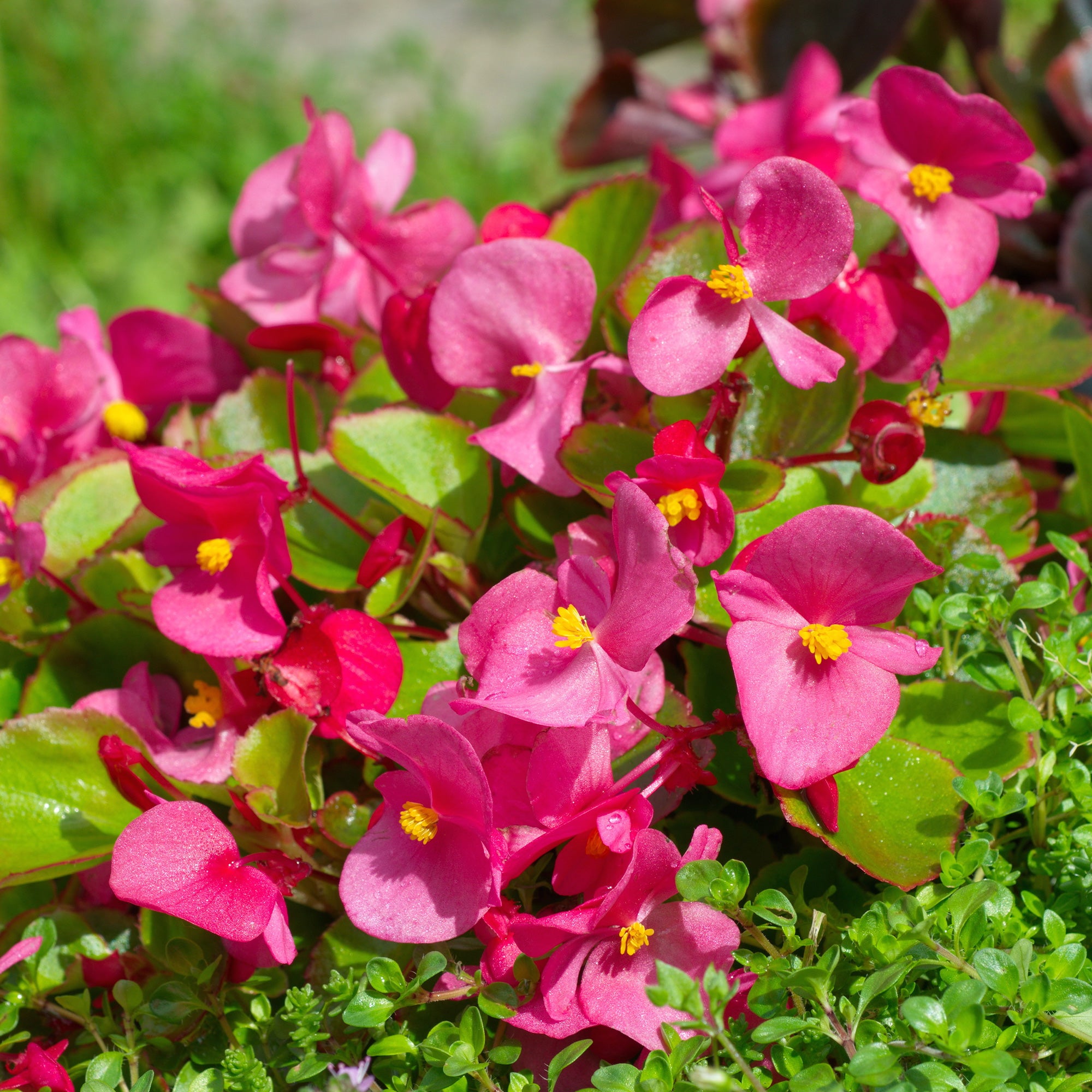 Bégonia semperflorens rose