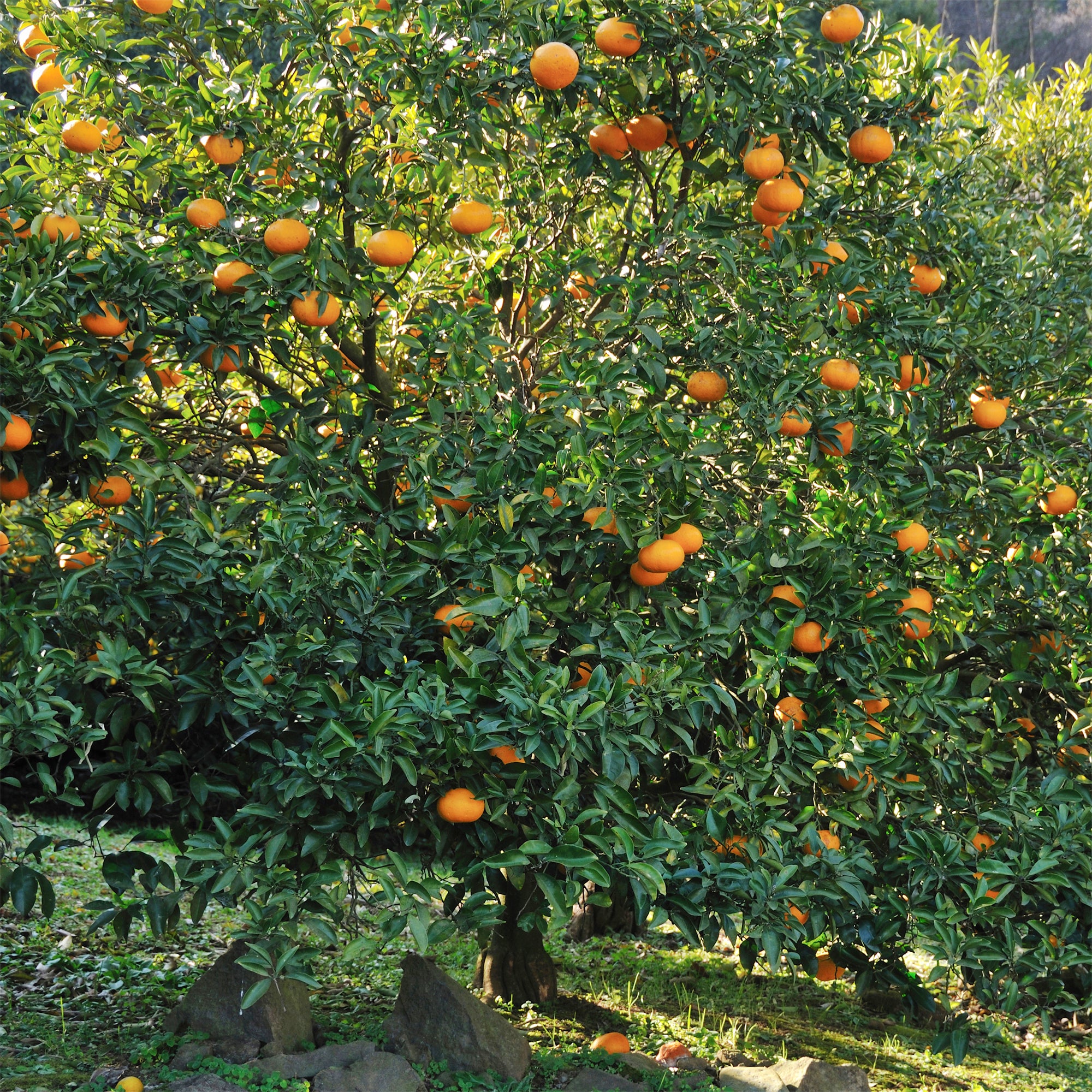 Mandarinier