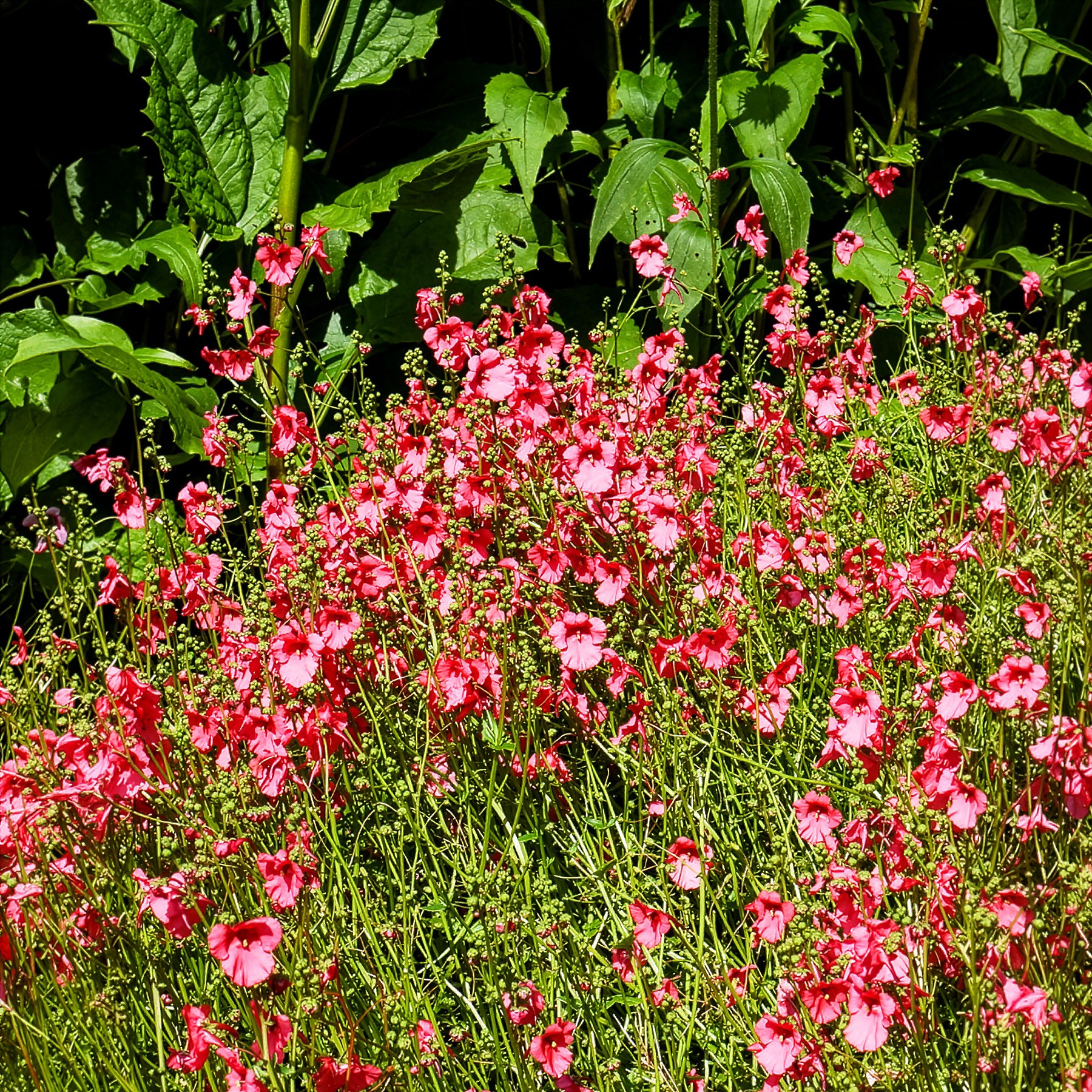 Diascie Ruby Field