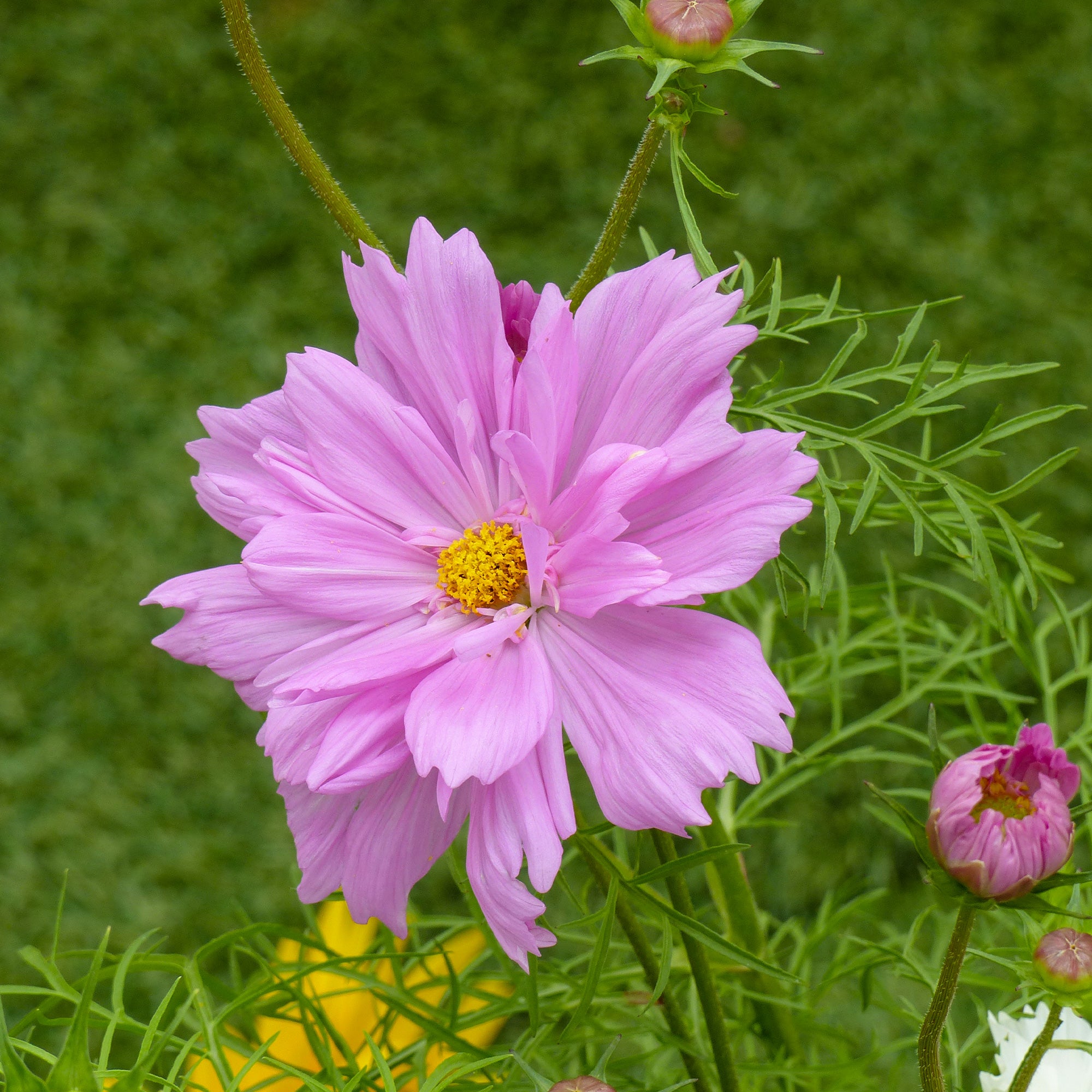 Cosmos double rose