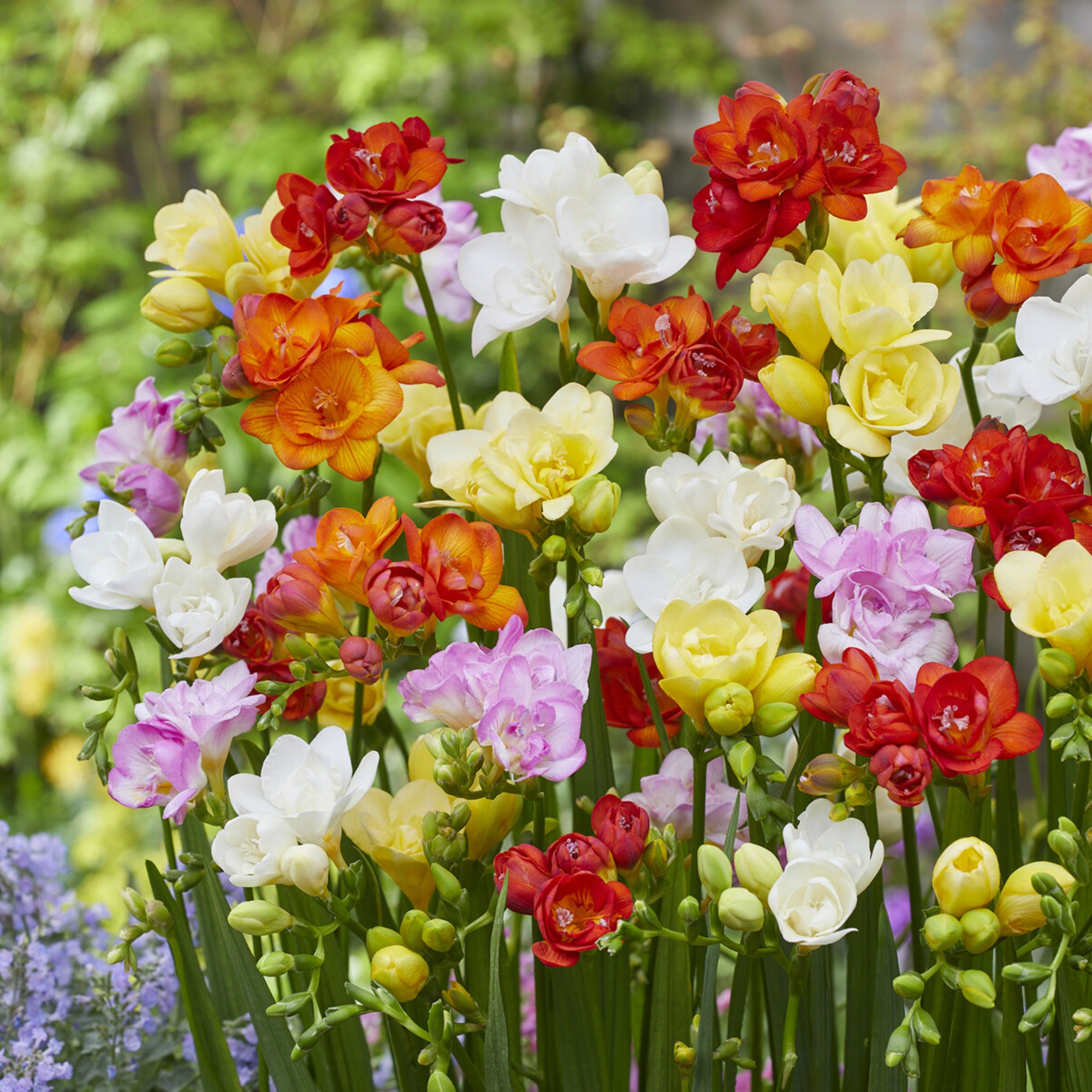 25 Freesias à fleurs doubles en mélange