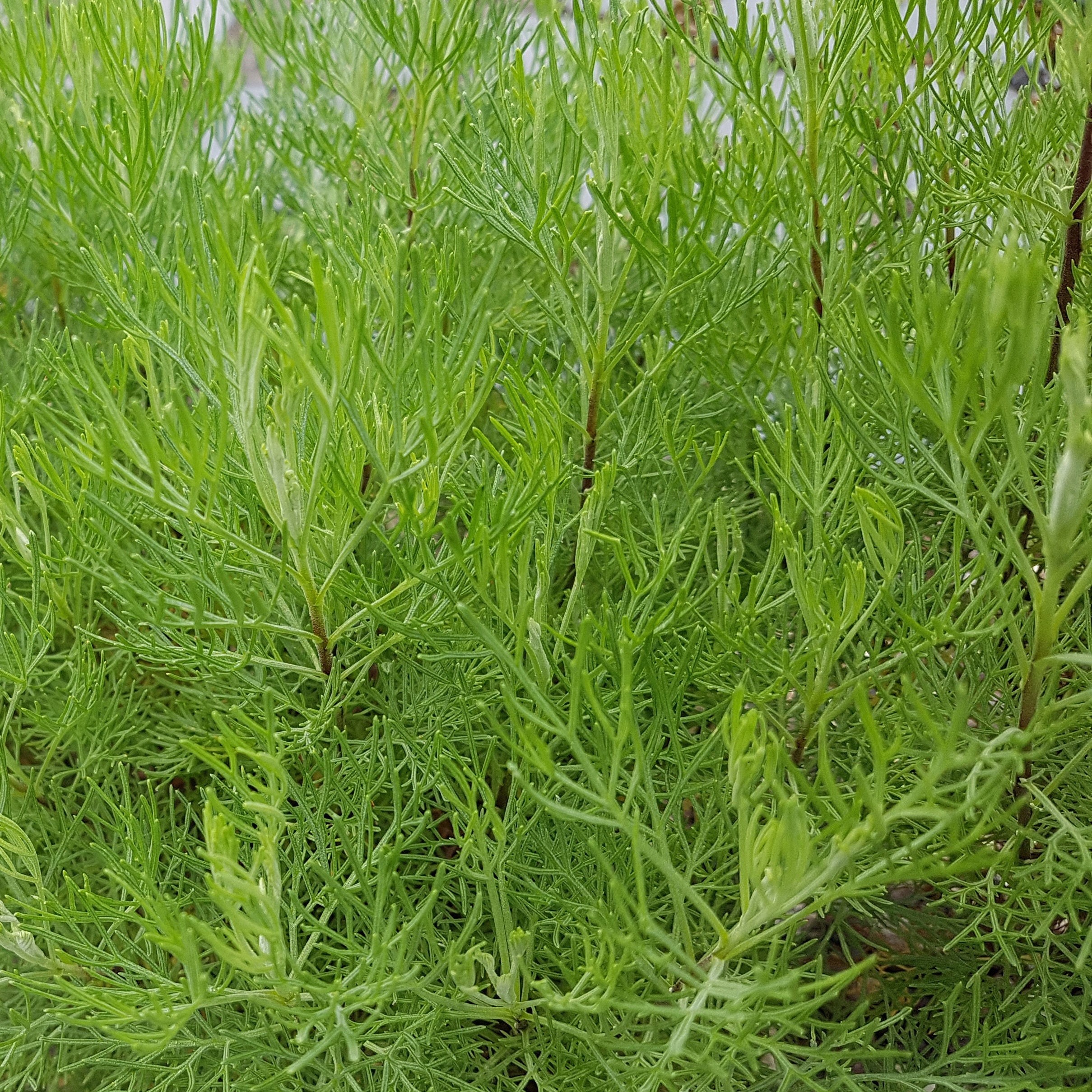 3 Plantes cola