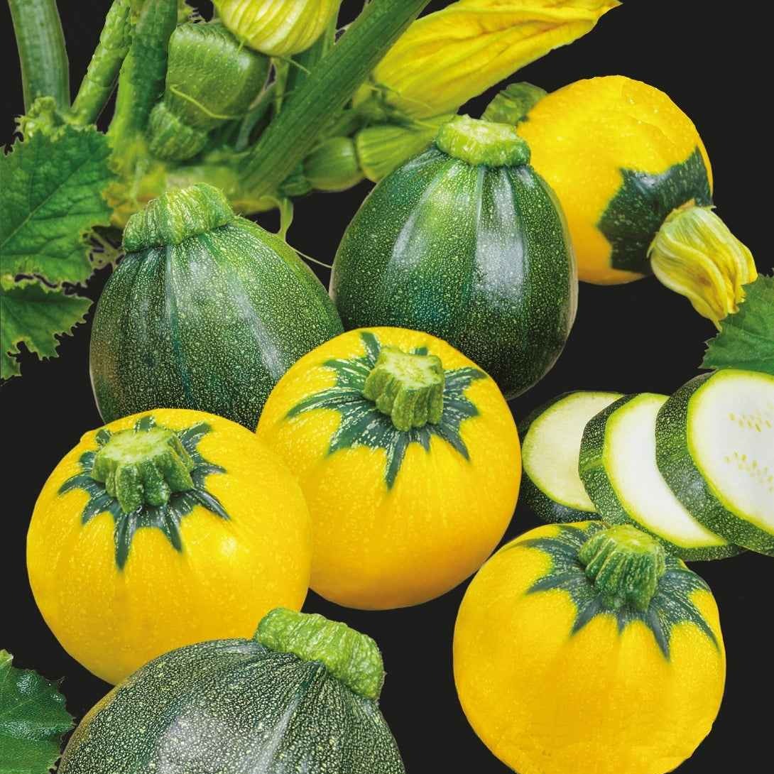 Courgette Eight & One Ball F1