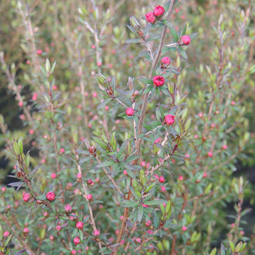 Arbre à thé Ruby Glow