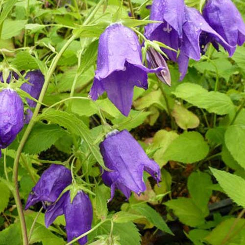 Campanule hybride Kent Belle