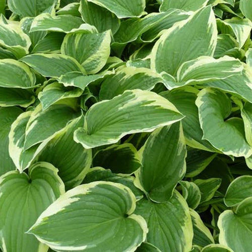 Hosta Moerheim Funkia