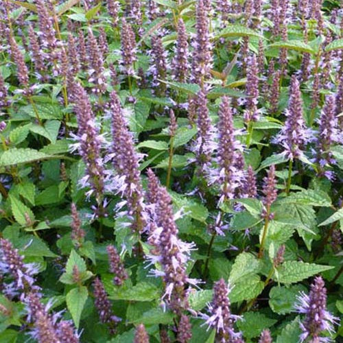 Agastache After Eight