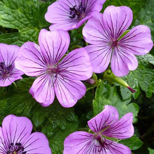 Géranium Pink Penny
