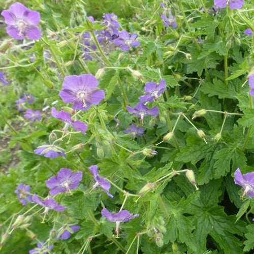 Géranium vivace Anglicum