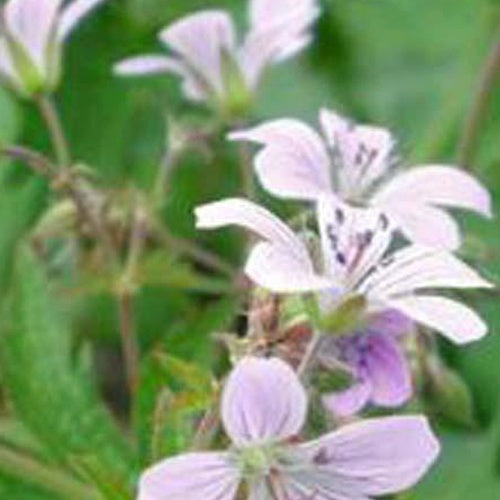 Géranium des bois Wanneri