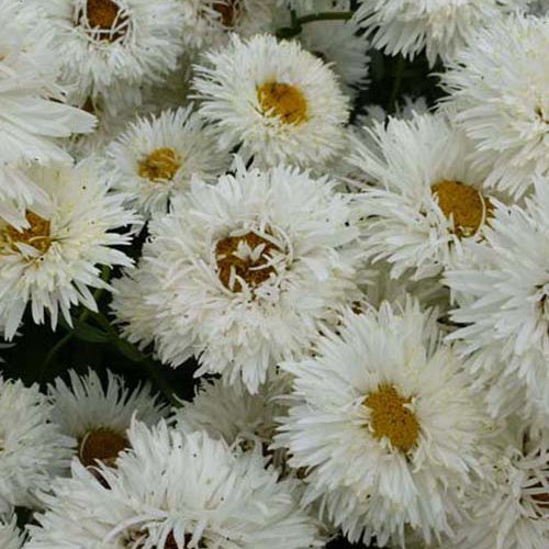 Marguerite d'été Shapcott Summer Cloud