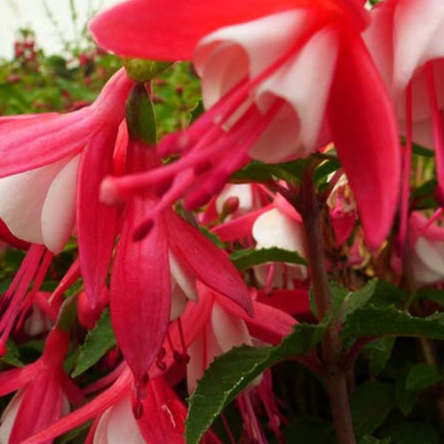 Fuchsia Lady Thumb